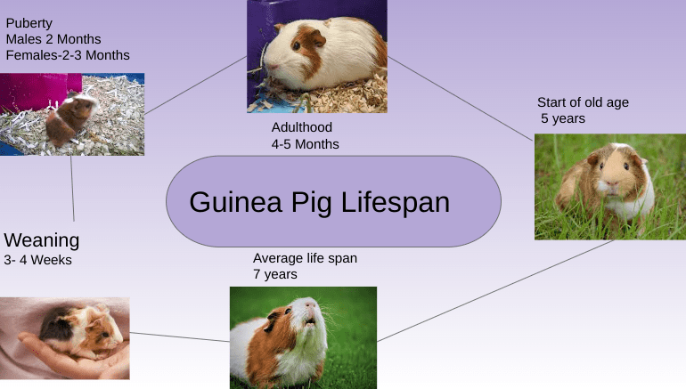 Guinea Pig Lifecycle – Olivia @ Hornby High